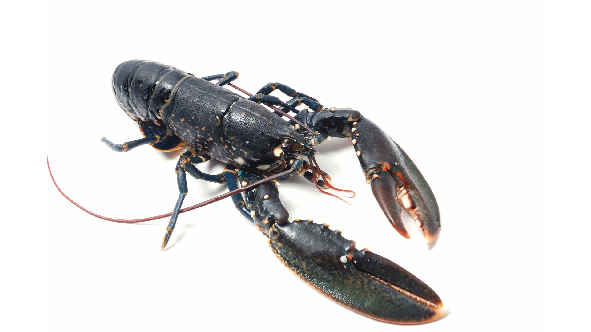 Homard | Guide des espèces